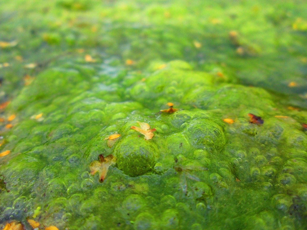 Turning Algae into Sustainable Packaging - impress-he.eu