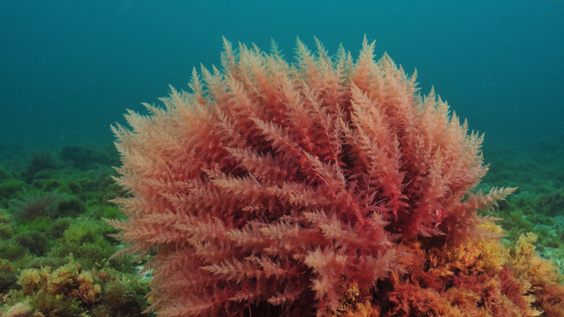 ALGAE’S MATERIALS MOMENT: SUPPLY, FARMING, AND THE NEXT WAVE OF ALGAE ...